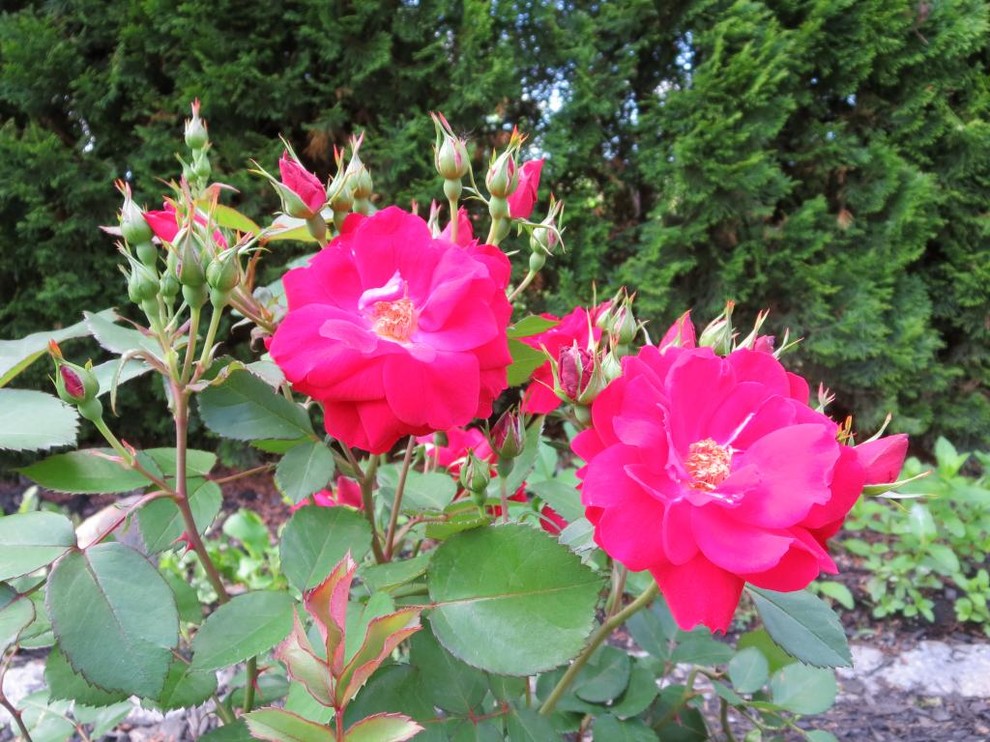 Champlain Rose