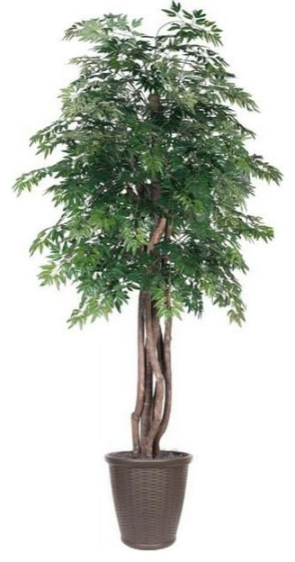 Vickerman TEX0660-RB 6'Artificial Ming Aralia Tree Brown Round Plastic ...