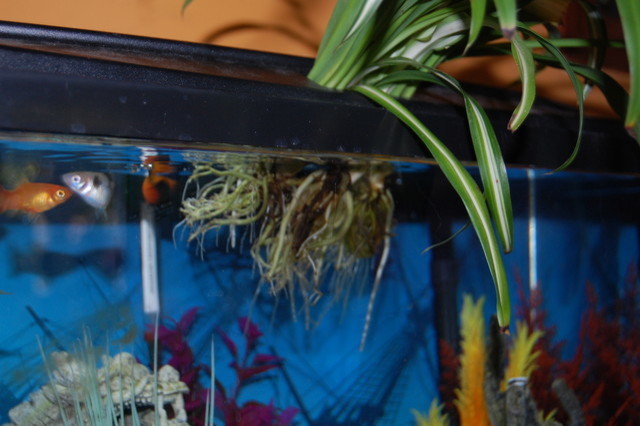 Spider Plants and Fish Tank
