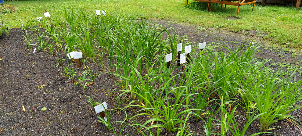 My first scape, seed collected 2021