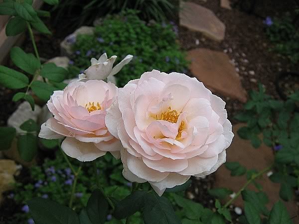 Great stamens - Heritage & Thomas Affleck