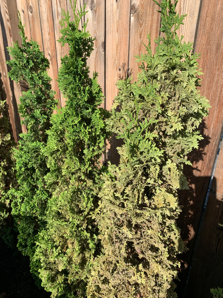 Degroot Spire Cedar Color Question