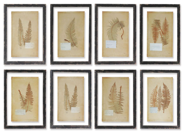 Framed Vintage Fern Prints, Set Of 8 - Tropical - Prints And Posters ...