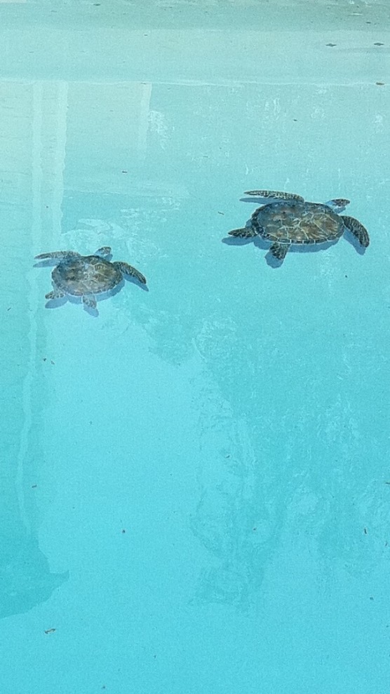 Turtle pool tiles - Portland - by Aloha Home Builders | Houzz