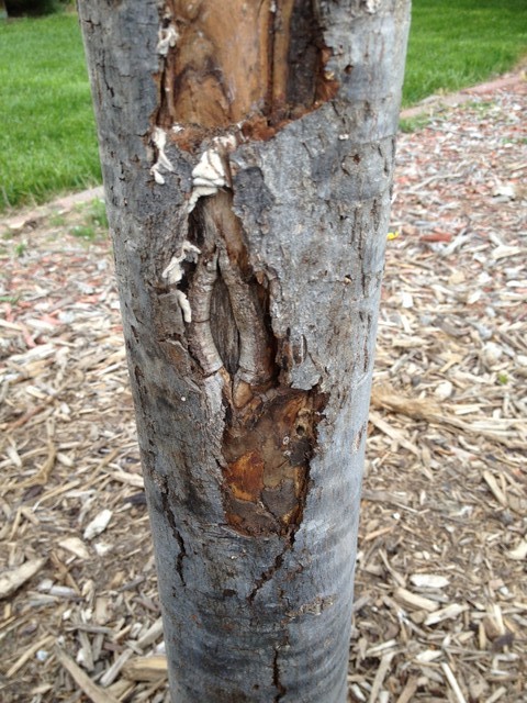 what's wrong with this Armstrong Maple?