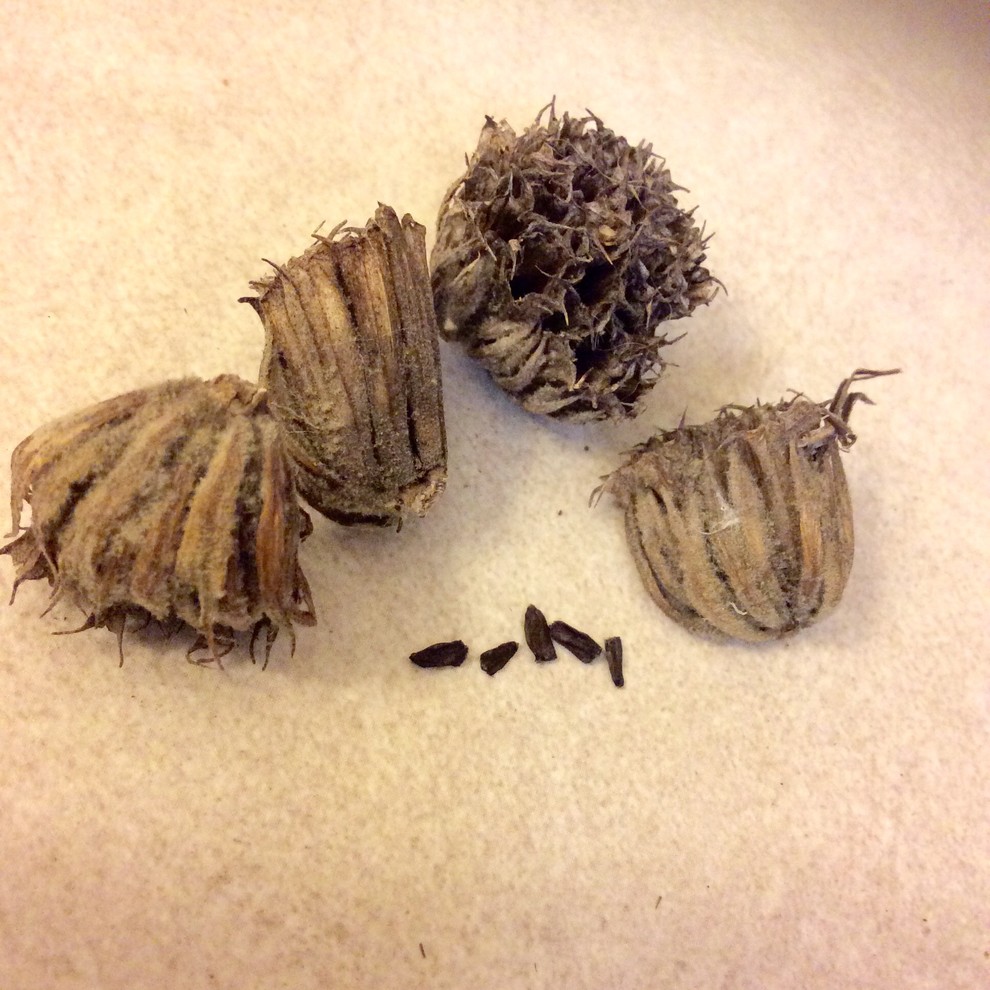Identify Flower From Seeds pod Identify Flower From Seeds pod