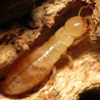 RVA PEST CONTROL - POWHATAN - Project Photos & Reviews - Powhatan, VA ...