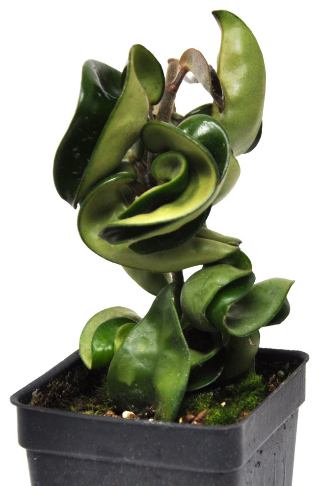 Hoya carnosa compacta, Hindu Rope - Hindu Rope Plant, Krinkle Ku incl ...