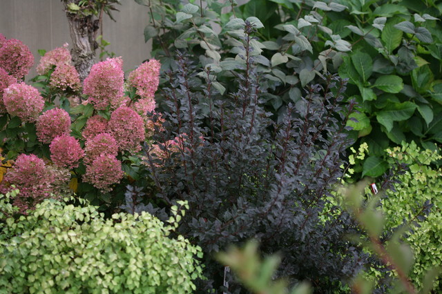 Tiny Wine™ Ninebark - Traditional - Landscape - Chicago - by Proven Winners