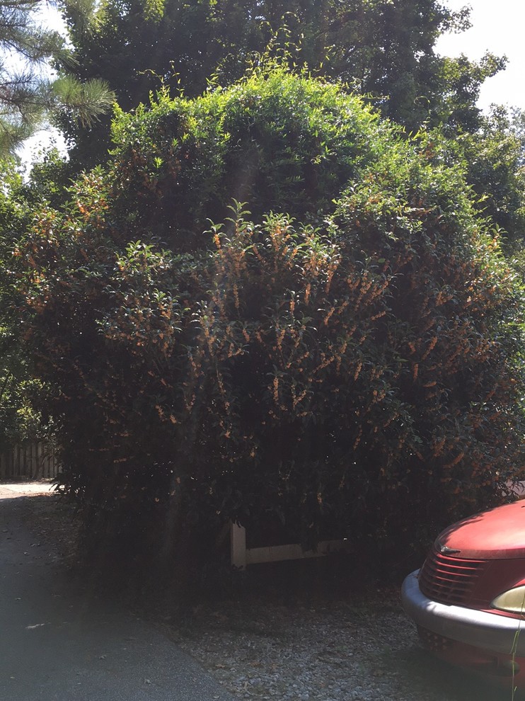 Orange Tea Olive source?