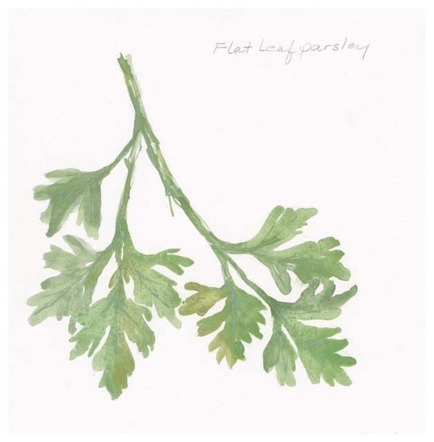 "Flat Leaf Parsley" Digital Paper Print by Chris Paschke, 20"x20", 26 ...