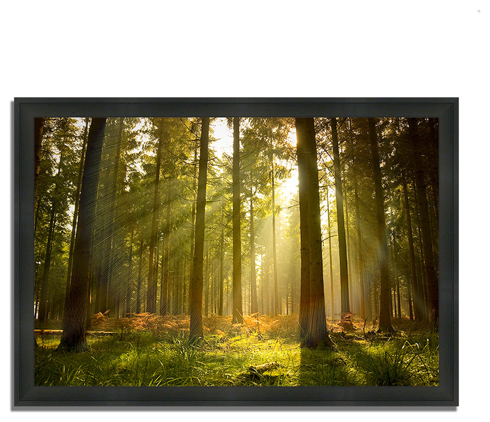 "Forest At Dusk", Framed Photograph Print, Ready To Hang - Contemporary ...