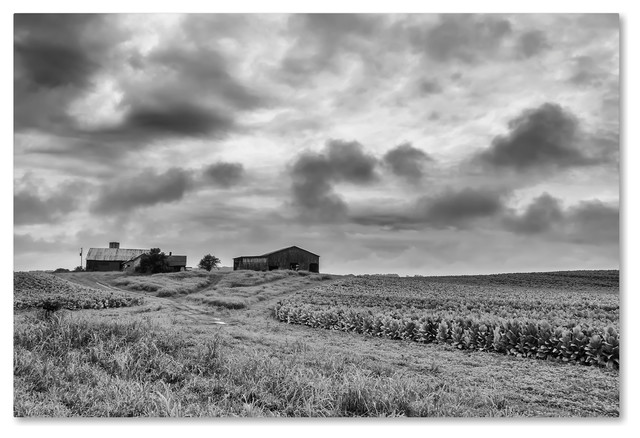 Bob Rouse 'Tobacco Field BW' Canvas Art, 22"x32" - Farmhouse - Prints ...