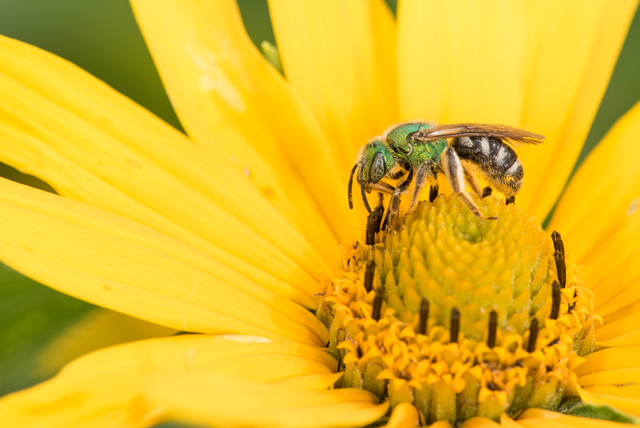 Great Design Plant: Heliopsis Helianthoides, a Pollinator Favorite