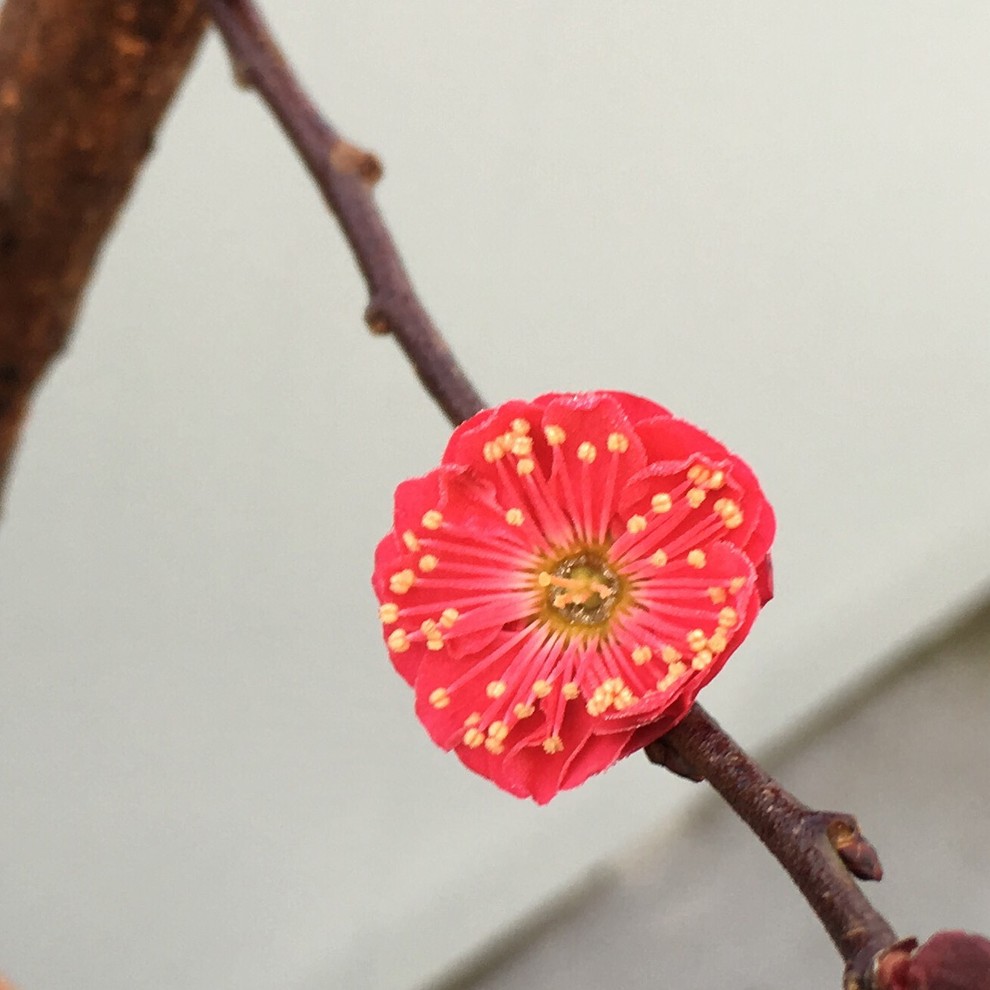 Matsubara Red bloom deformity question for Embothrium