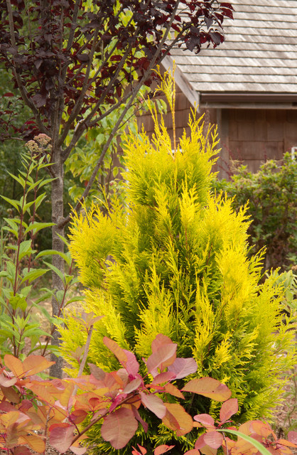 Great Design Plant: 'Forever Goldie' Arborvitae