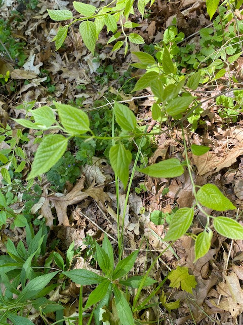 Woody perennial or shrub?
