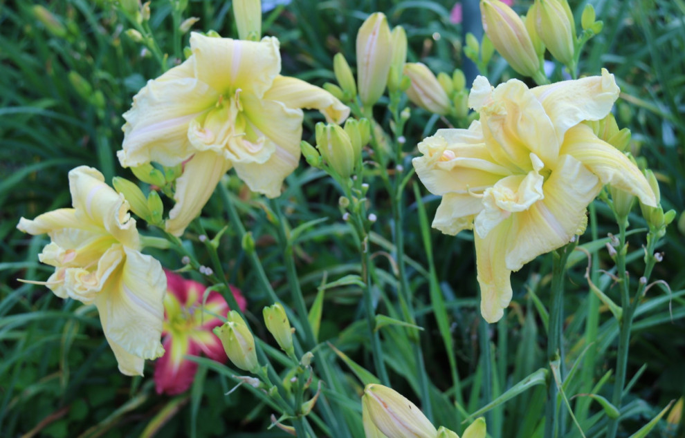 A Daylily With a Story