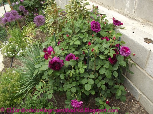 Rosa 'Munstead Wood'