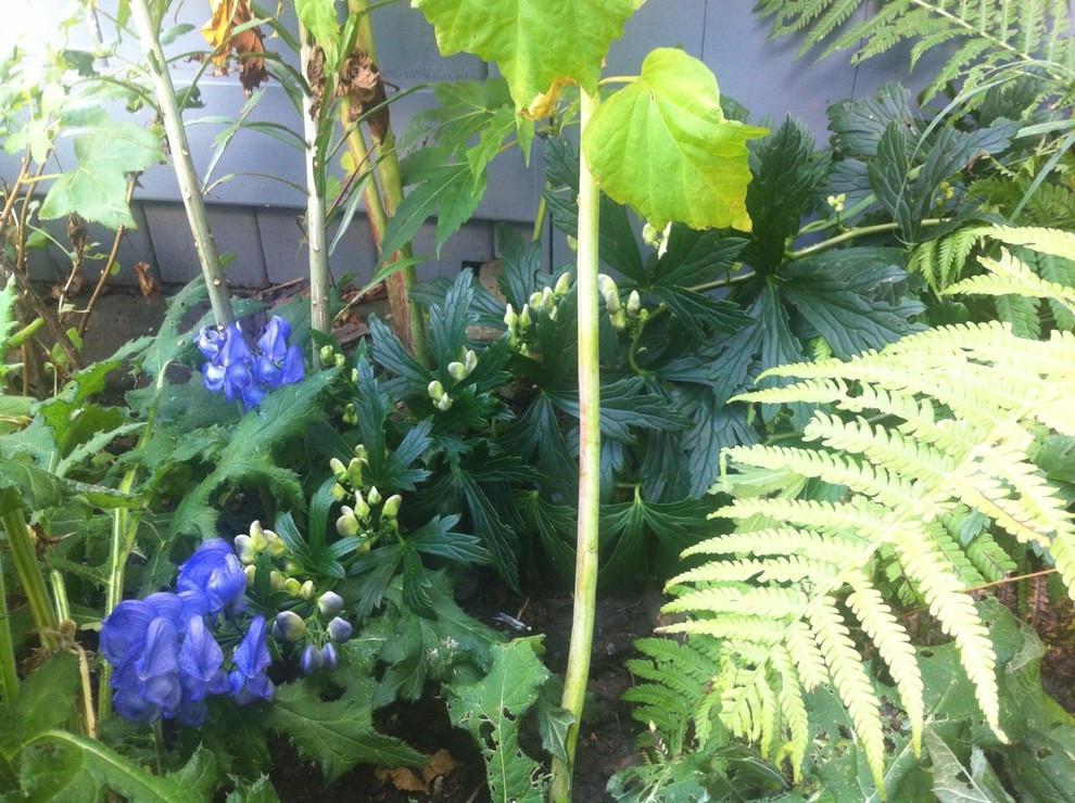 Dealing with "the splay" - show me your favourite plant supports!