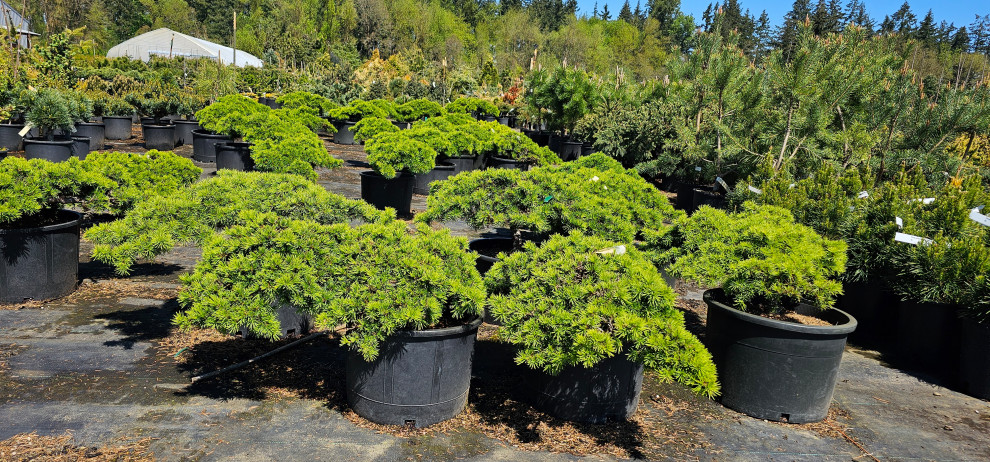 Which Species Is This Green Prince Conifer? | Houzz Forum