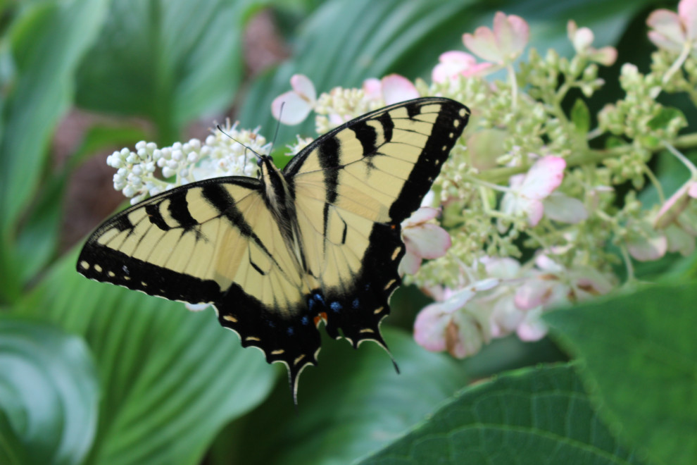 Butterflies in the Hosta/Shade Garden