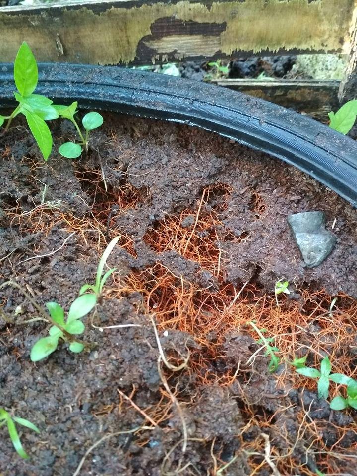 red roots invading soil in new beds | Houzz Forum