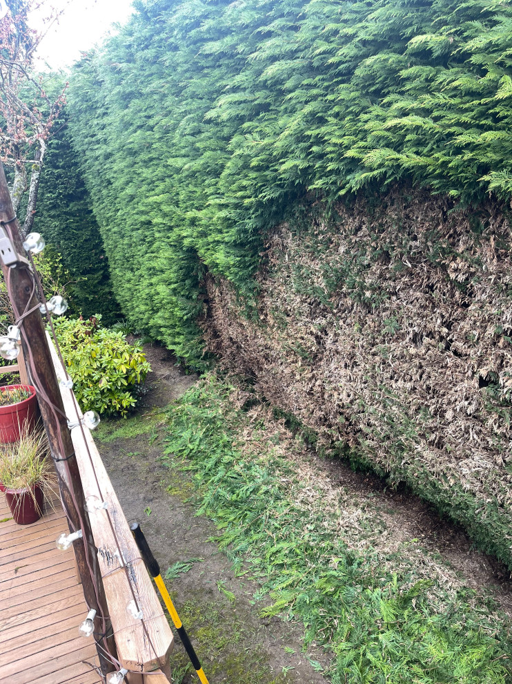 Ruined Huge Hedge?