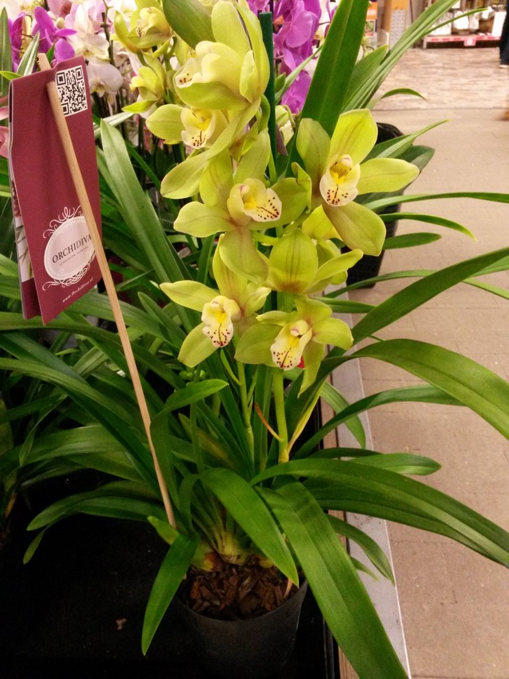 Cymbidiums Orchid Care and Watering