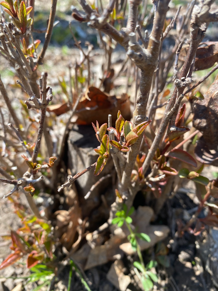 Can you identify this bush?