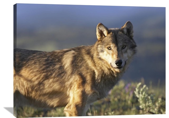 "Gray Wolf , North America" Stretched Canvas Giclee by Tim Fitzharris ...