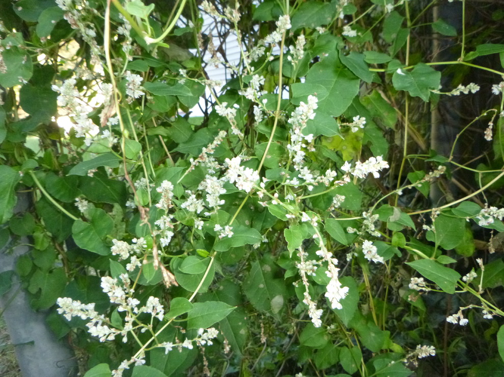 What is this vine?