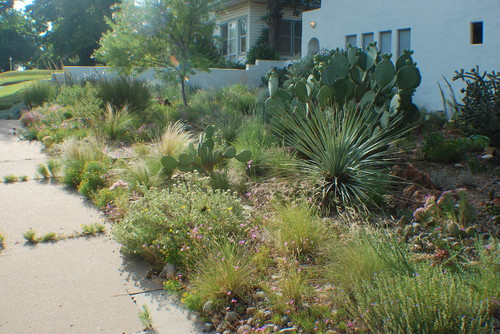 "Xeric Tallgrass Prairie"