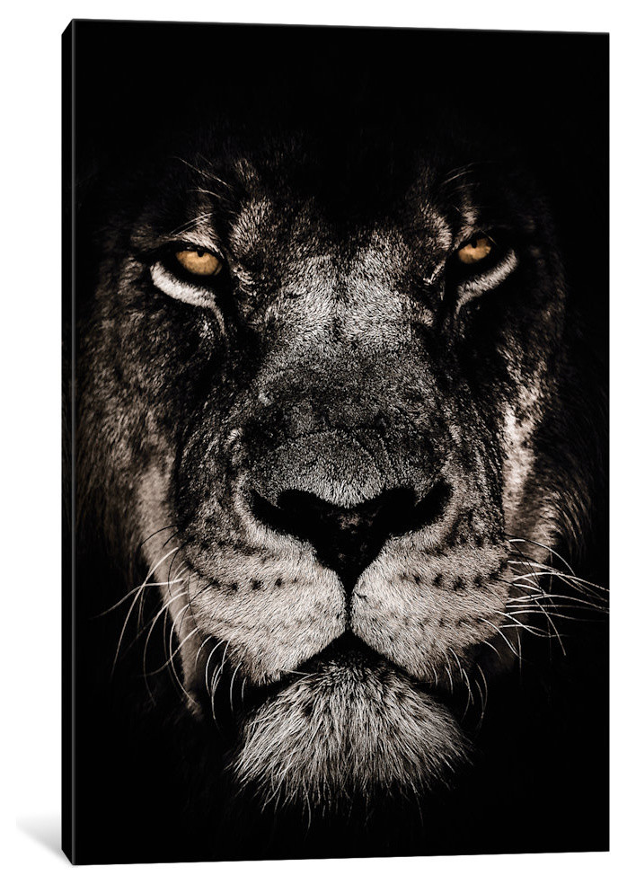 Dark Lion, Close-Up by Wouter Rikken Canvas Print, 18"x12"x1.5 ...