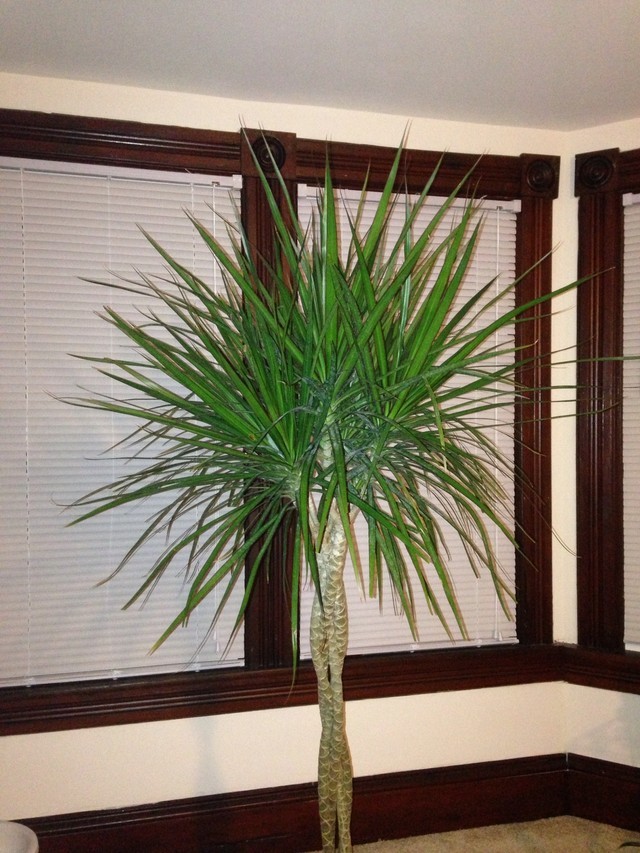 Dracaena drooping