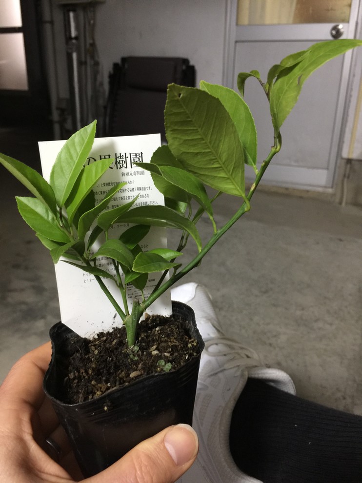 Is this Meyer a dud?