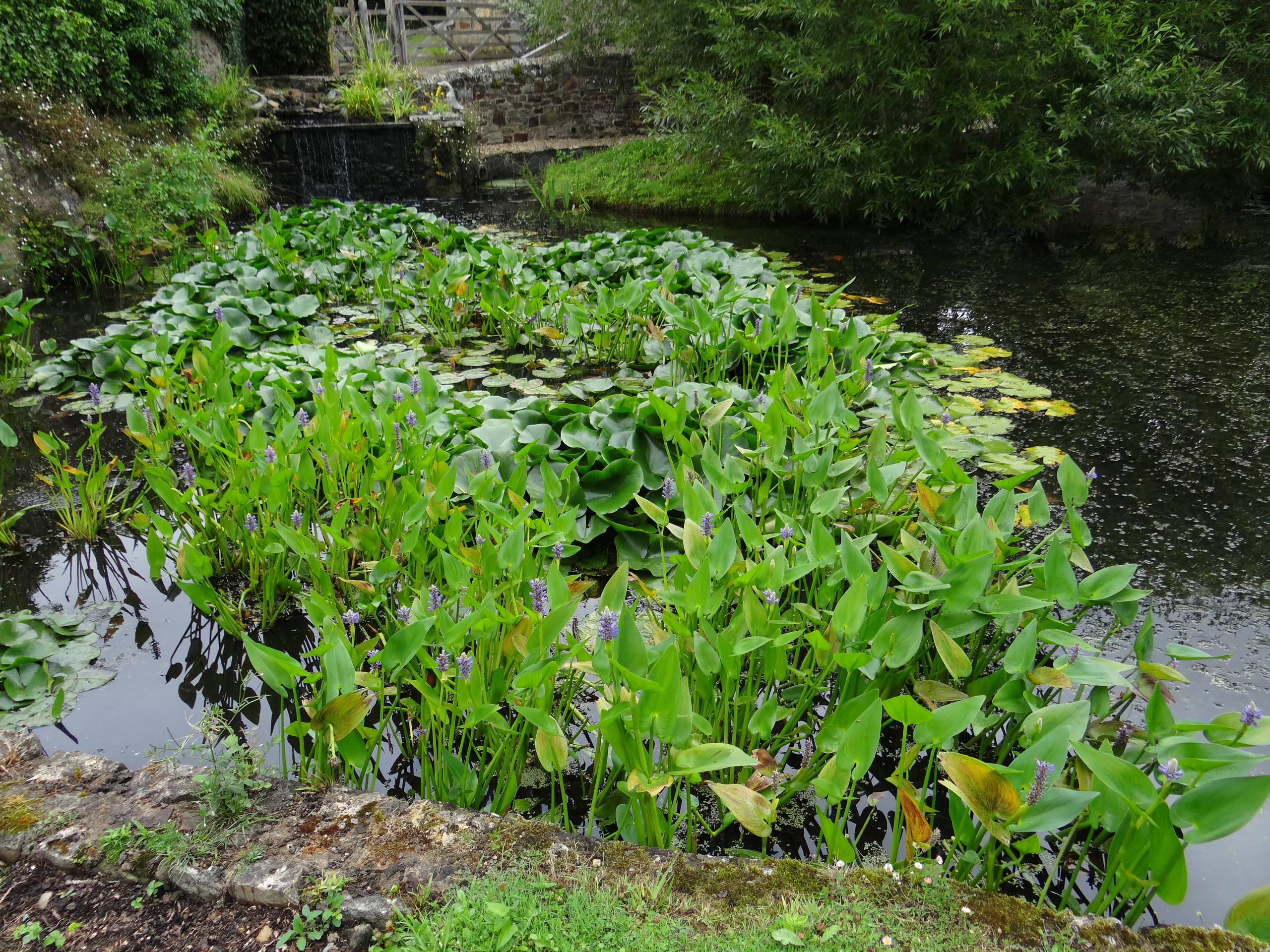 Find the right oxygenating plants for your pond | Houzz UK