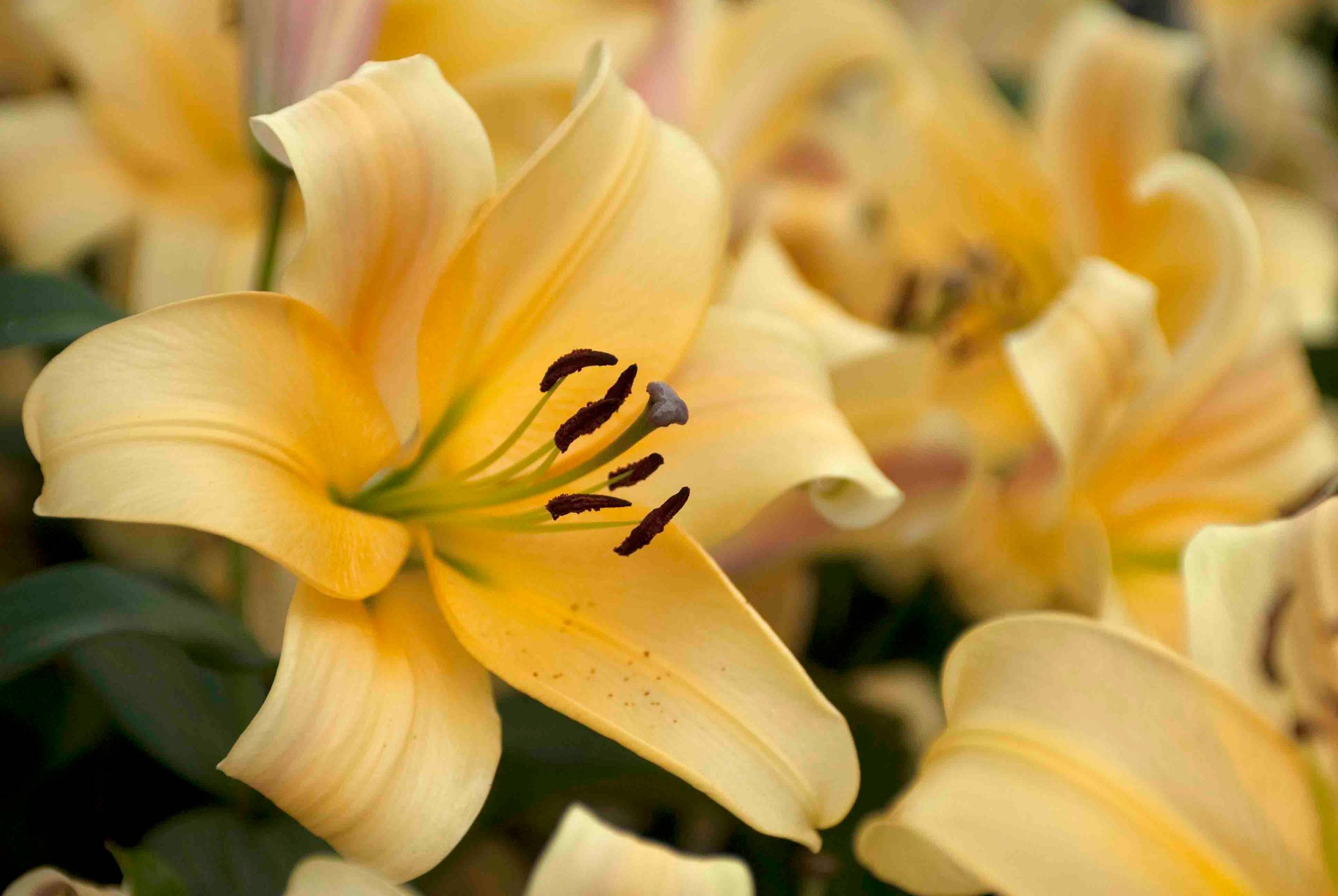 Great Design Plant: Lilies
