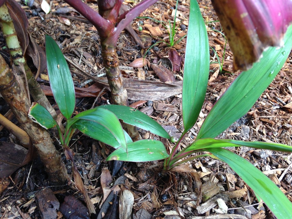 Hawaiian Ti plant babies
