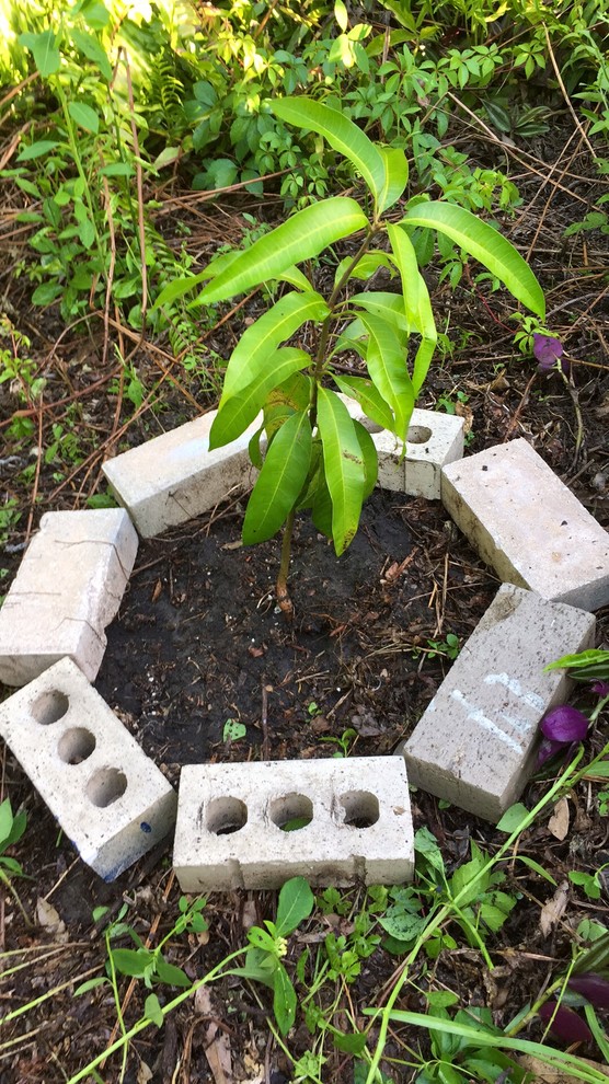 Growing Kent Mango from seed