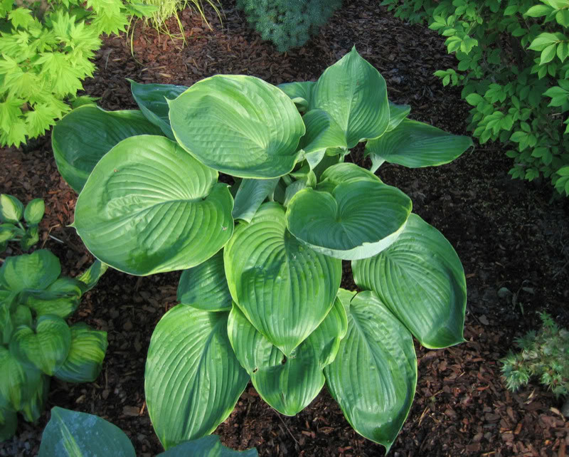 Favorite large-leaf hosta?