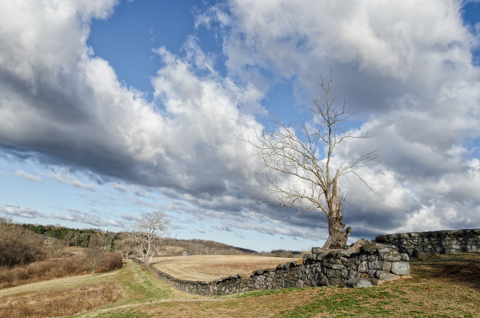 Dead Tree and Stone Wall Landscape Photo Unframed Wall Art Print ...