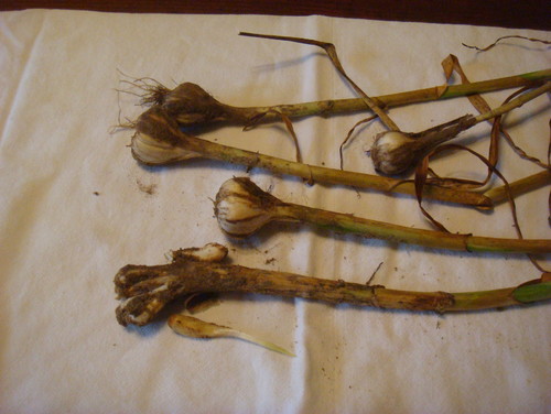 garlic rot! Help!!
