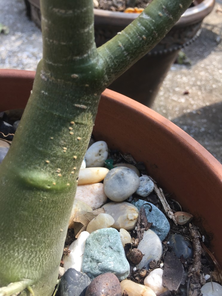 Scale insects on Adenium Rose