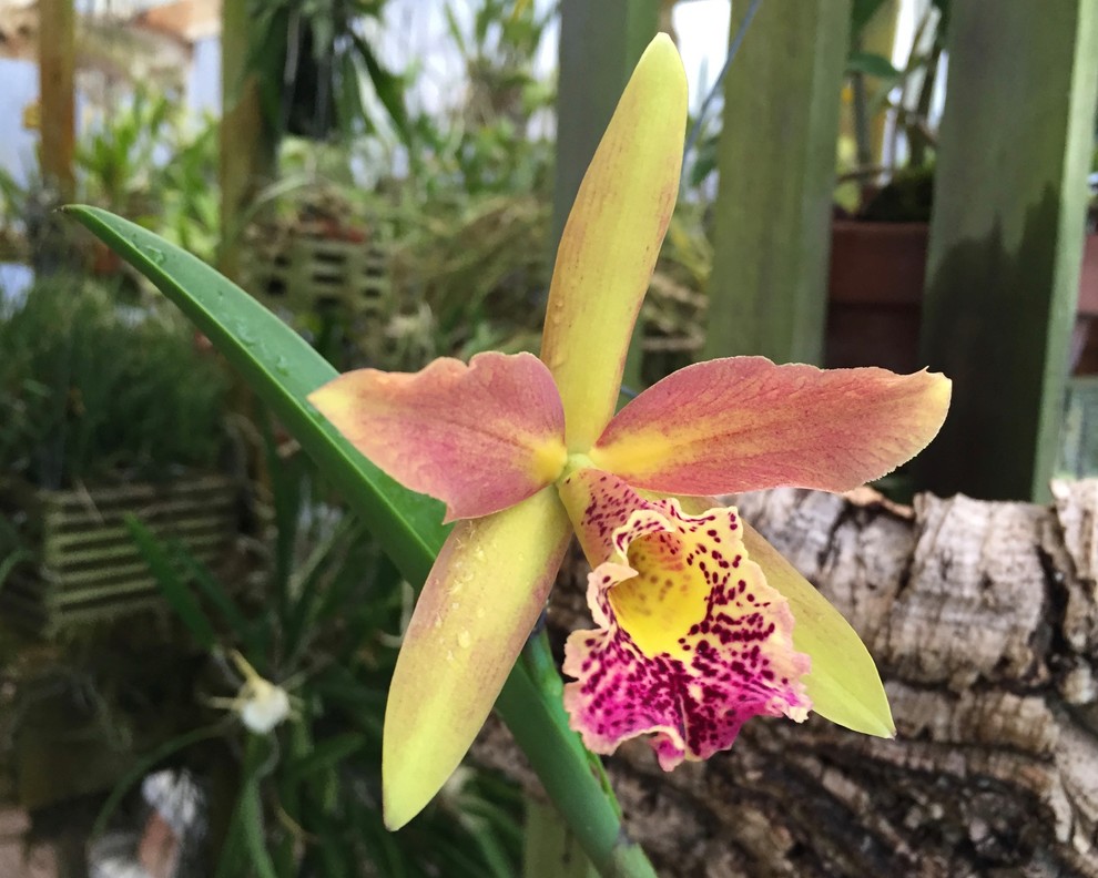 Blc Copper Queen