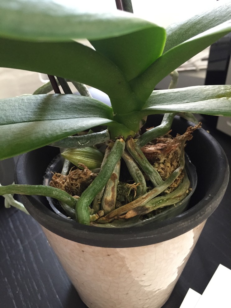 Orchid Phalaenopsis Roots Helpful Tip To Generate New Roots For Indoor