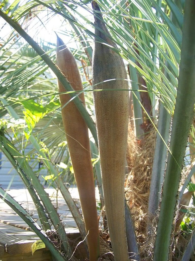 Palm identification