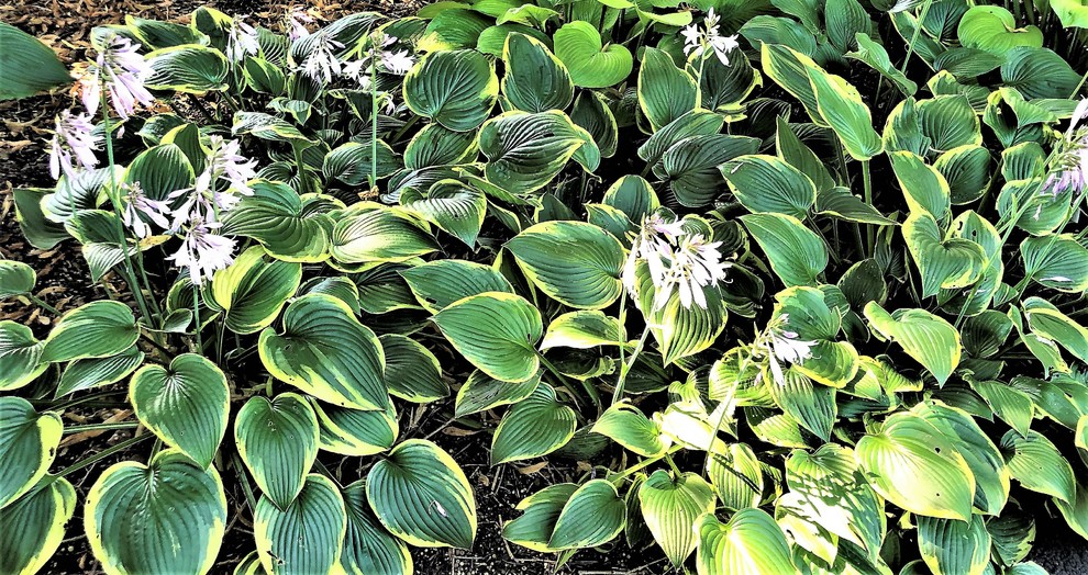 Hosta tokudama 'Flavocircinalis'