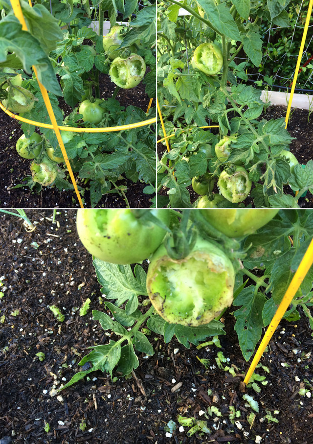 Is chipmunk the culprit? Most tomatoes eaten