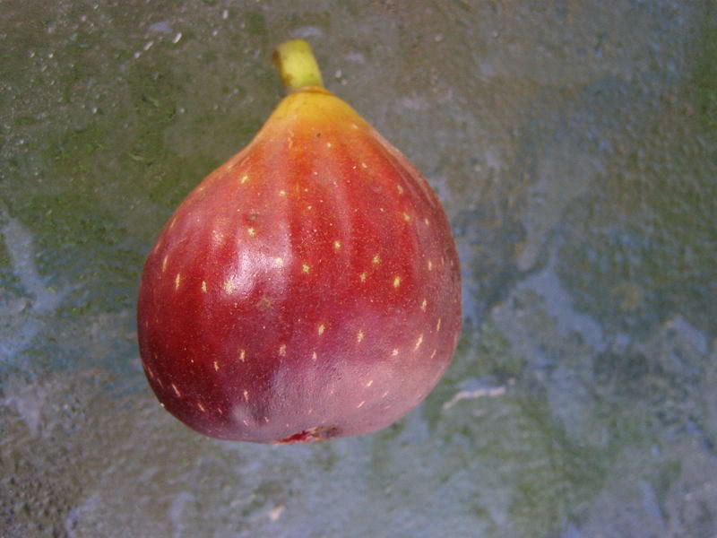 Lebanese Red fig